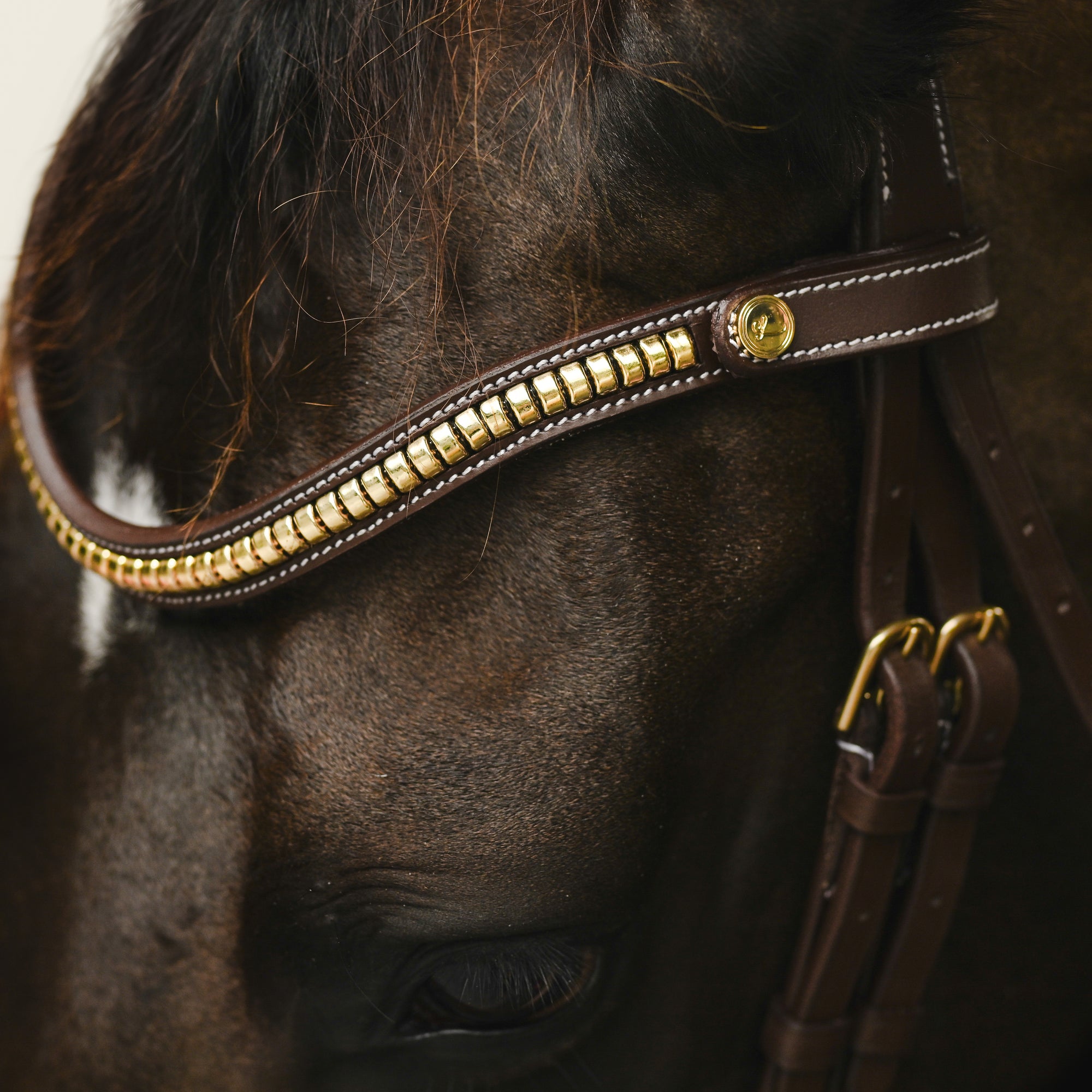 Dallas bridle