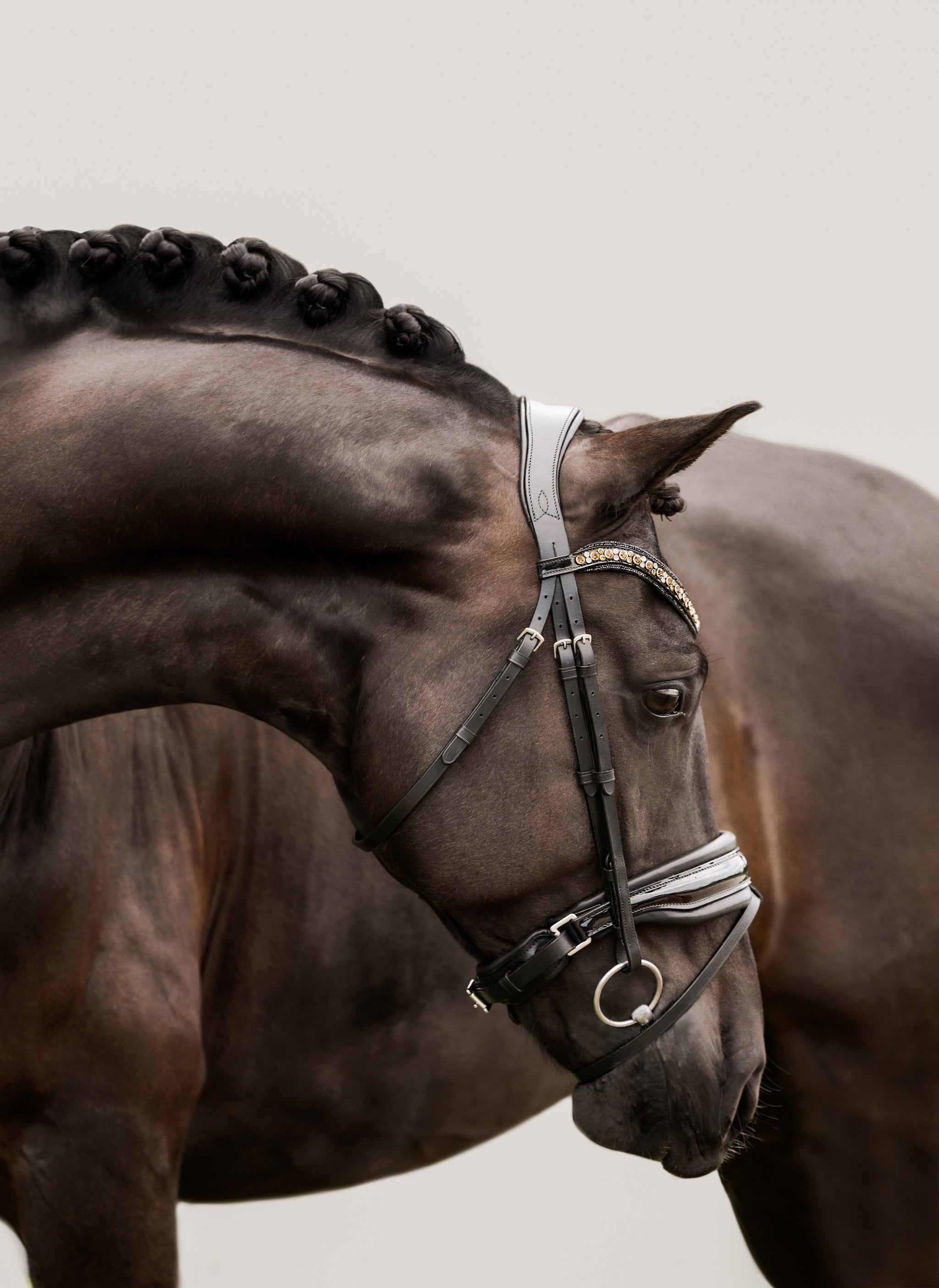 Lumiere Equestrian | Official Website