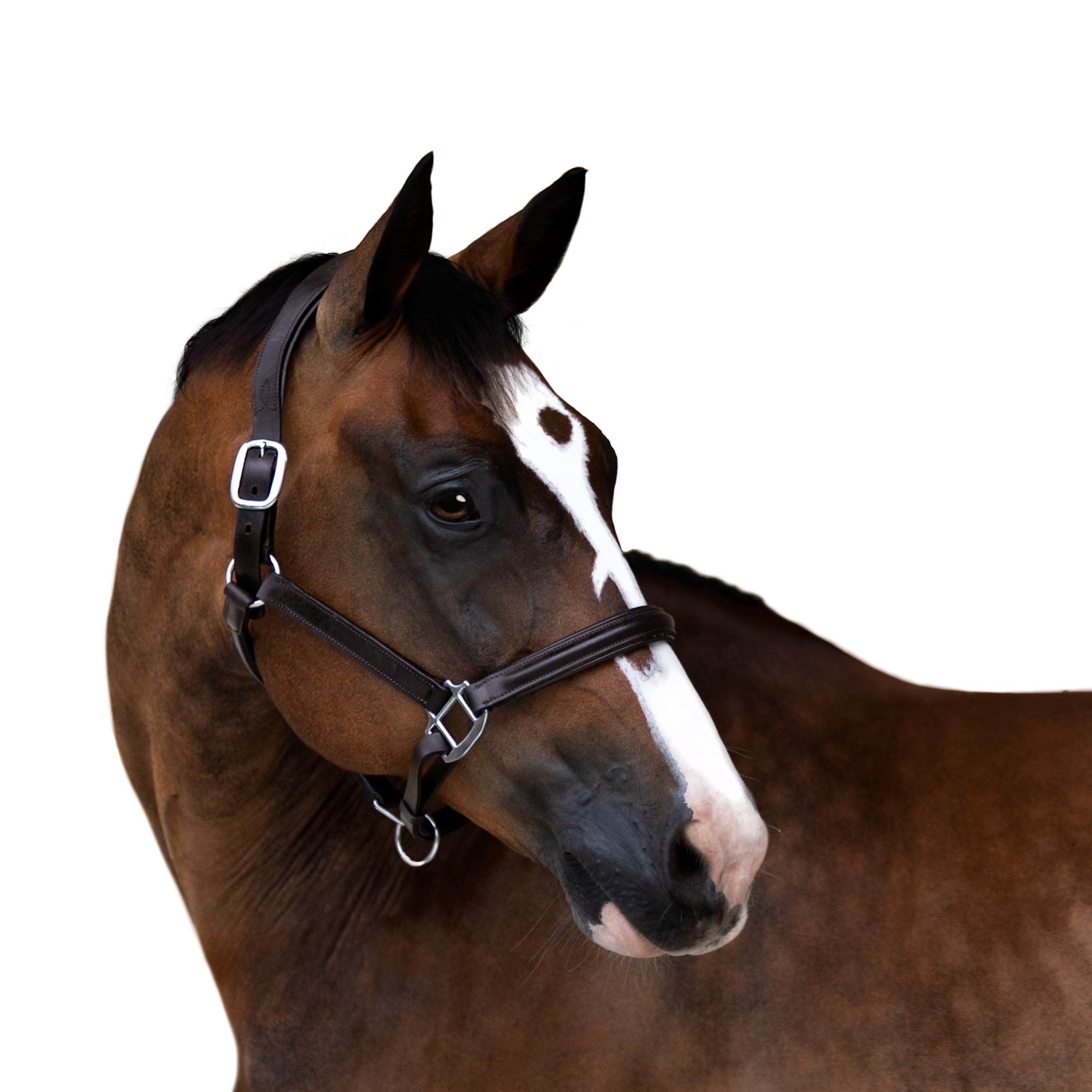 'Alize' leather halter – Lumiere Equestrian